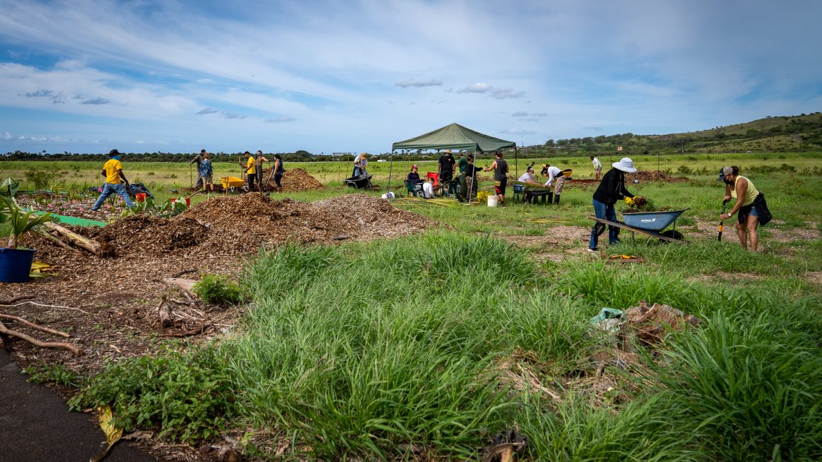 How The Westside Is Restoring The Coconut Tree As A Food Source In ...