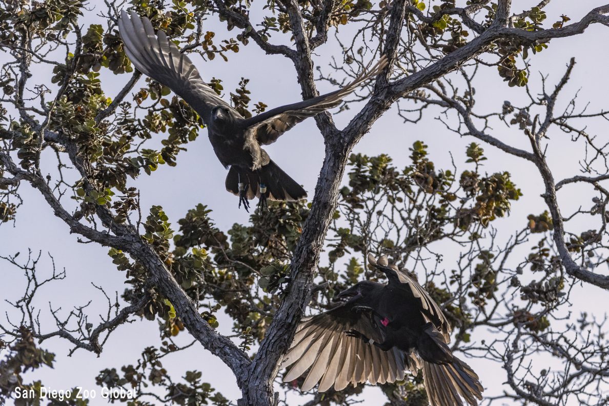 How Scientists Are Pivoting In Their Quest To Save Hawaii's Crows ...