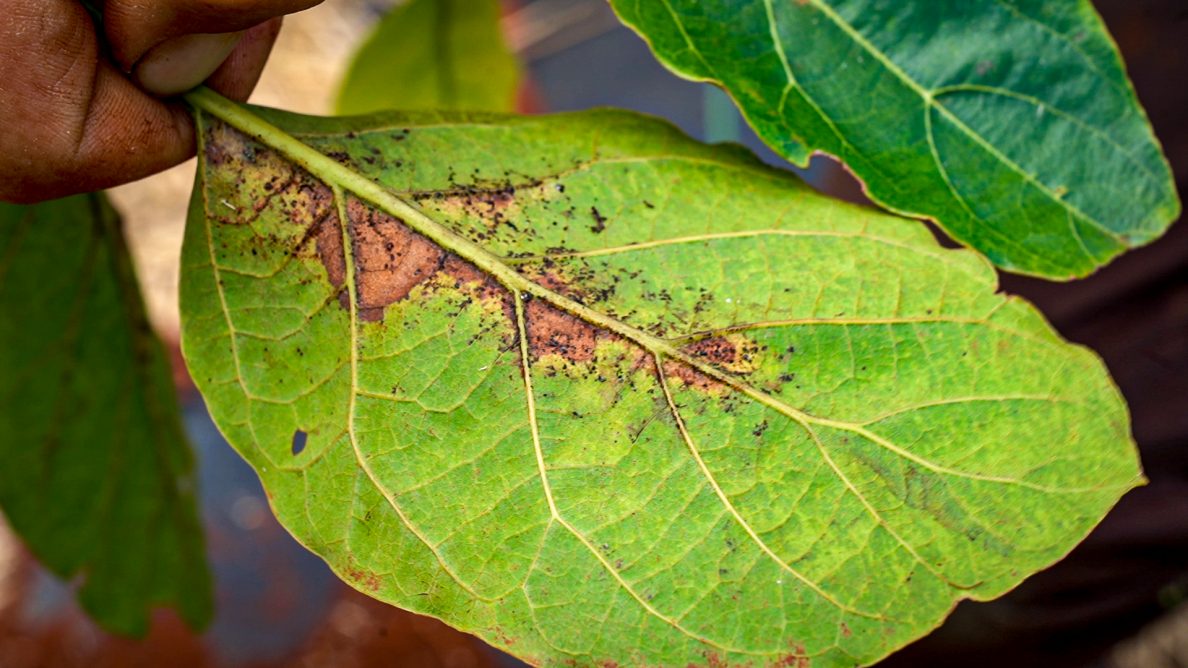 PODCAST: Lessons from Hawaii’s Successful Battle With The Avocado Lace ...