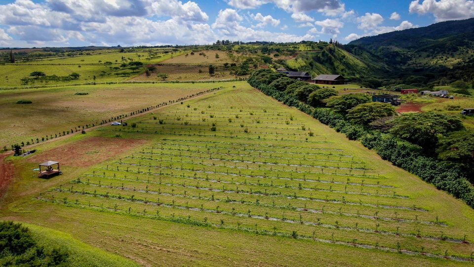 Could Hawaii Become A Technology Hub For Agriculture? - Honolulu Civil Beat