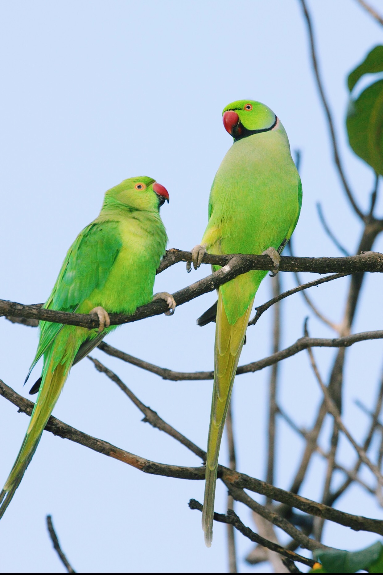 An Explosion Of Green Parakeets Is Causing Big Problems On Kauai ...