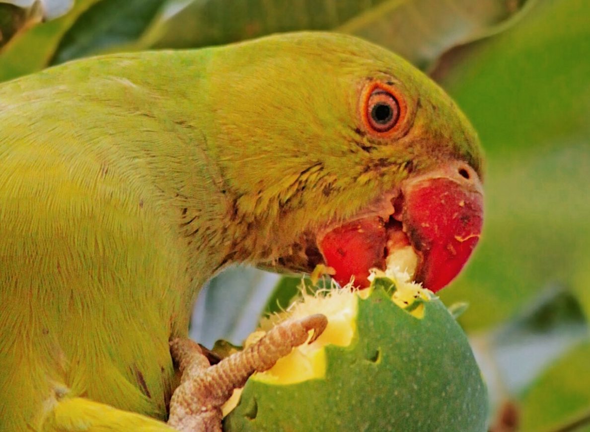 An Explosion Of Green Parakeets Is Causing Big Problems On Kauai ...