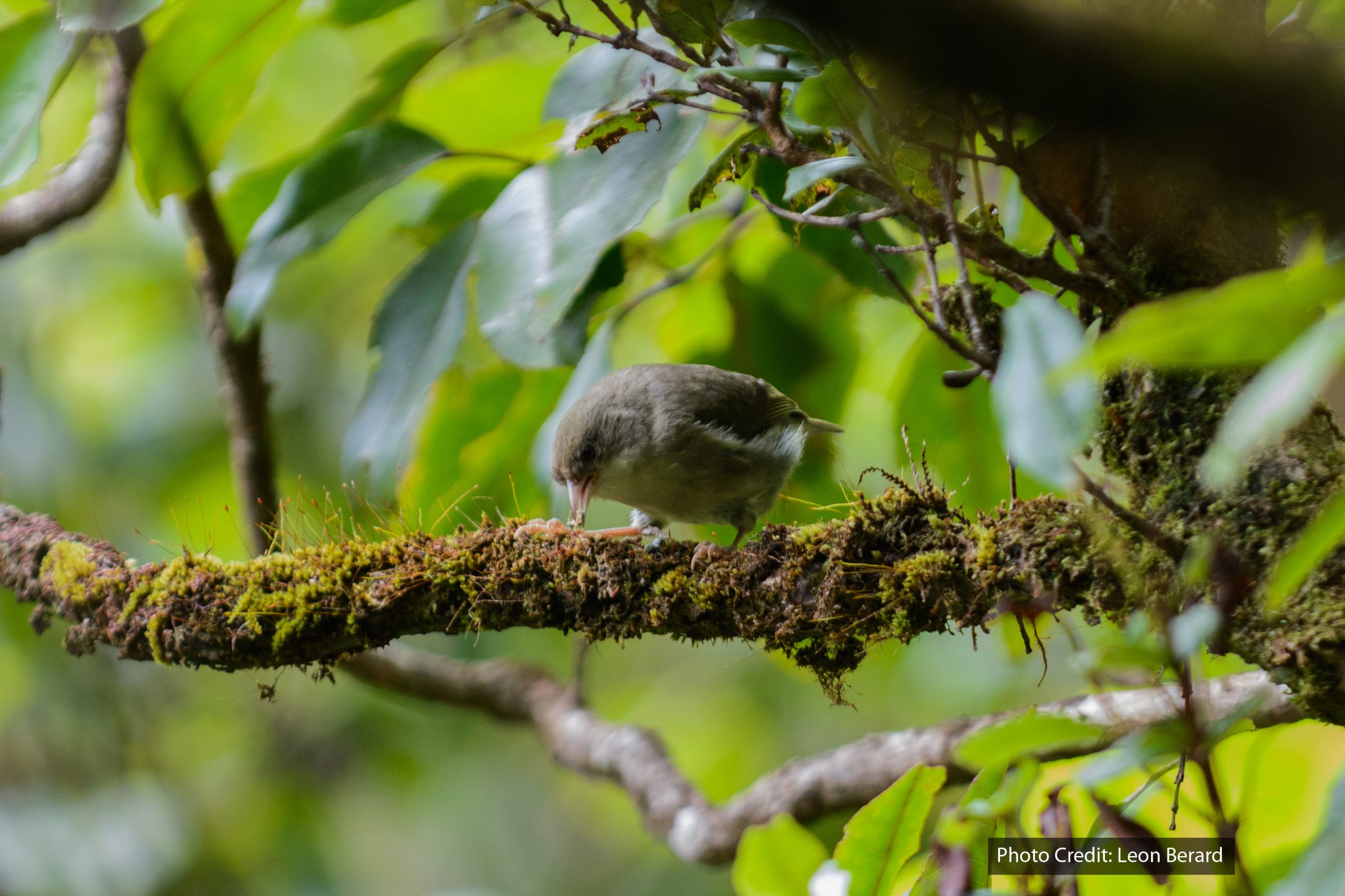 akikiki, forest bird, kauai, alakai swamp, native, endangered species ...
