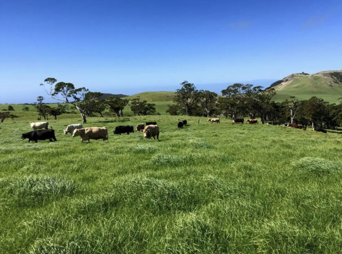 Matthew Leonard: How The Hamakua Burn Of 1901 Started Hawaii's Fire ...