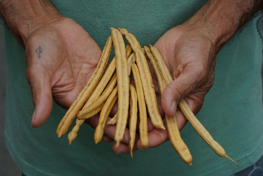 How One Hawaii Man Is Using An Invasive Tree To Nurture His Community ...