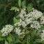 Let's Create An Urban Forest Network Of Native Plants - Honolulu Civil Beat