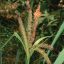 Let's Create An Urban Forest Network Of Native Plants - Honolulu Civil Beat