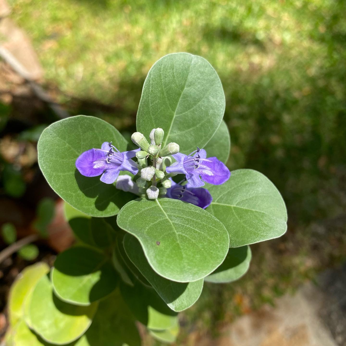 Let's Create An Urban Forest Network Of Native Plants - Honolulu Civil Beat