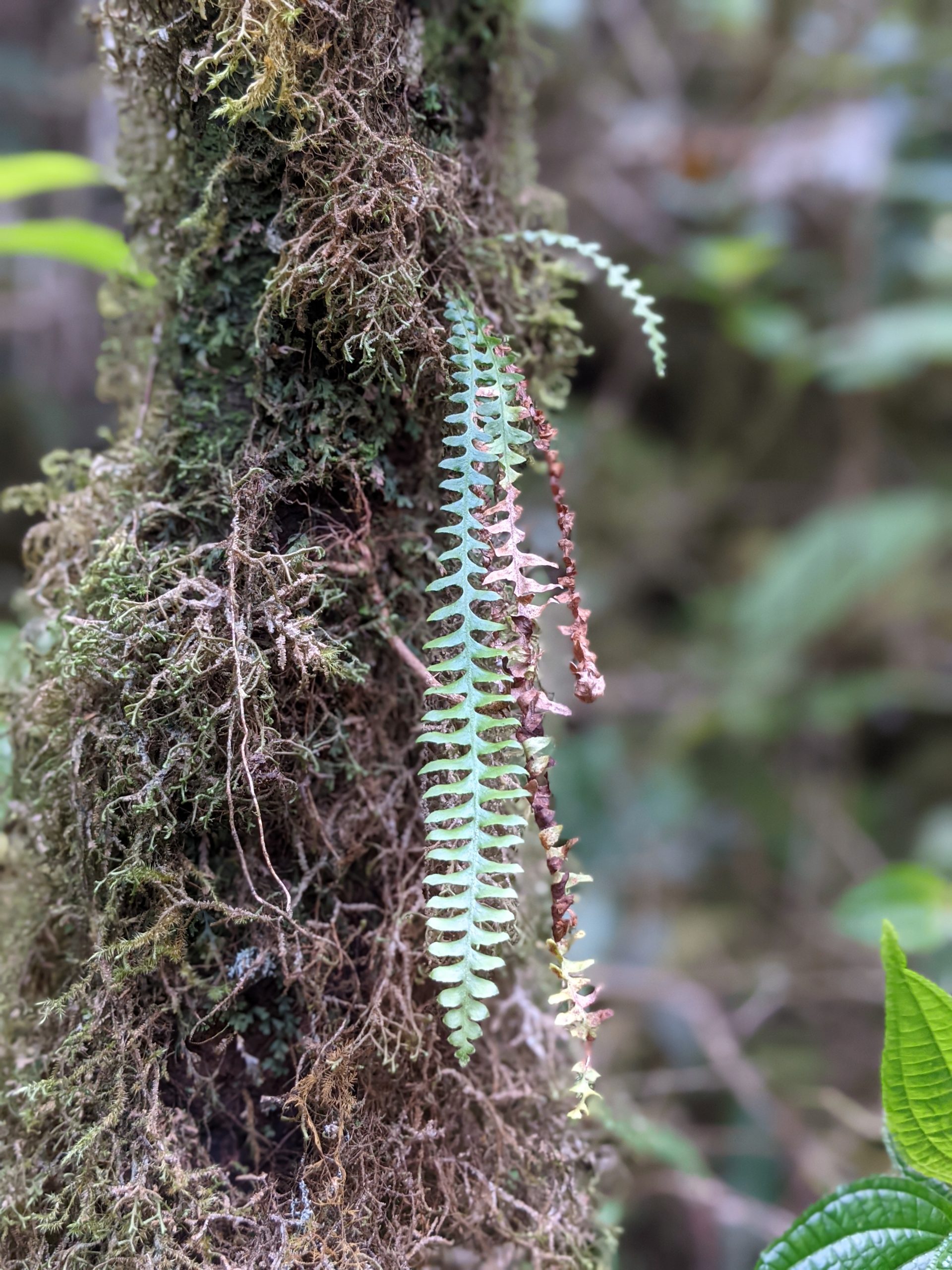 Critically Endangered Fern Rediscovered On Kauai - Honolulu Civil Beat