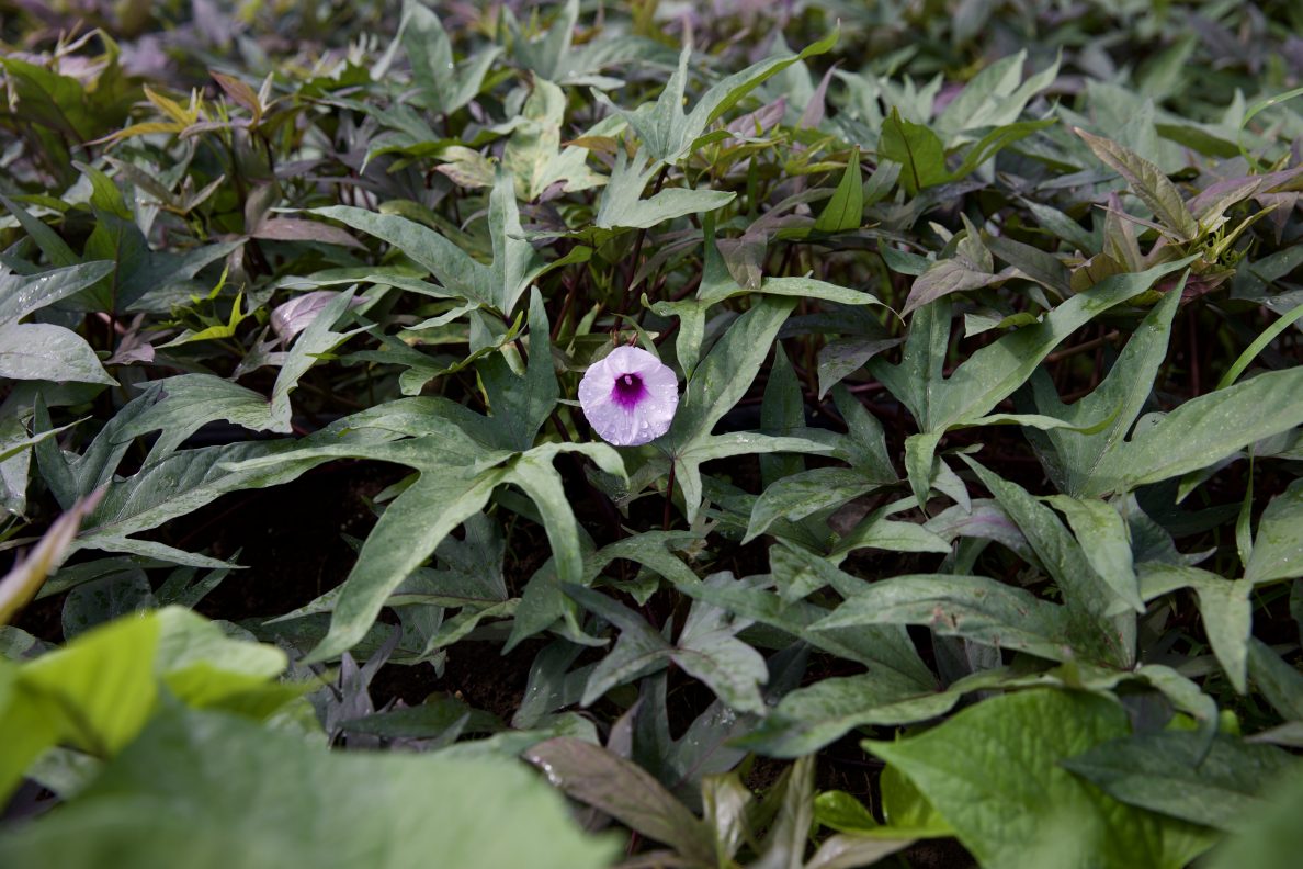 How The Hunt For The Perfect Sweet Potato May Help Hawaii Farmers ...