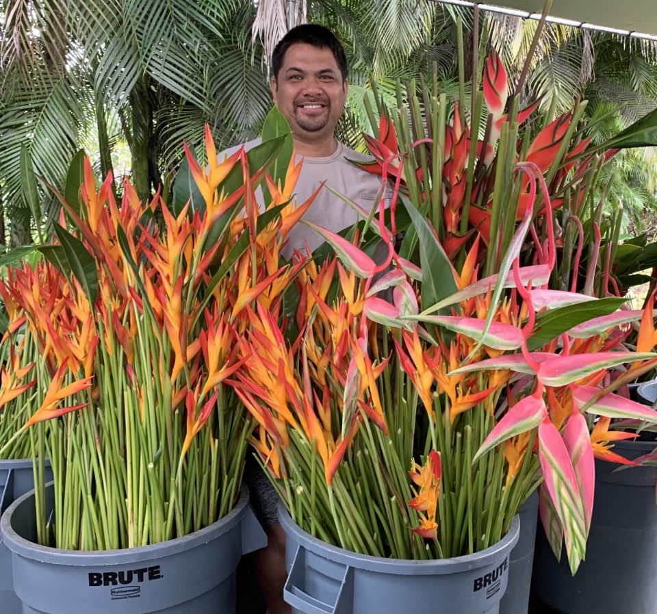 Prized Red Ginger Is Being Laid Low In Hawaii By Viruses - Honolulu ...