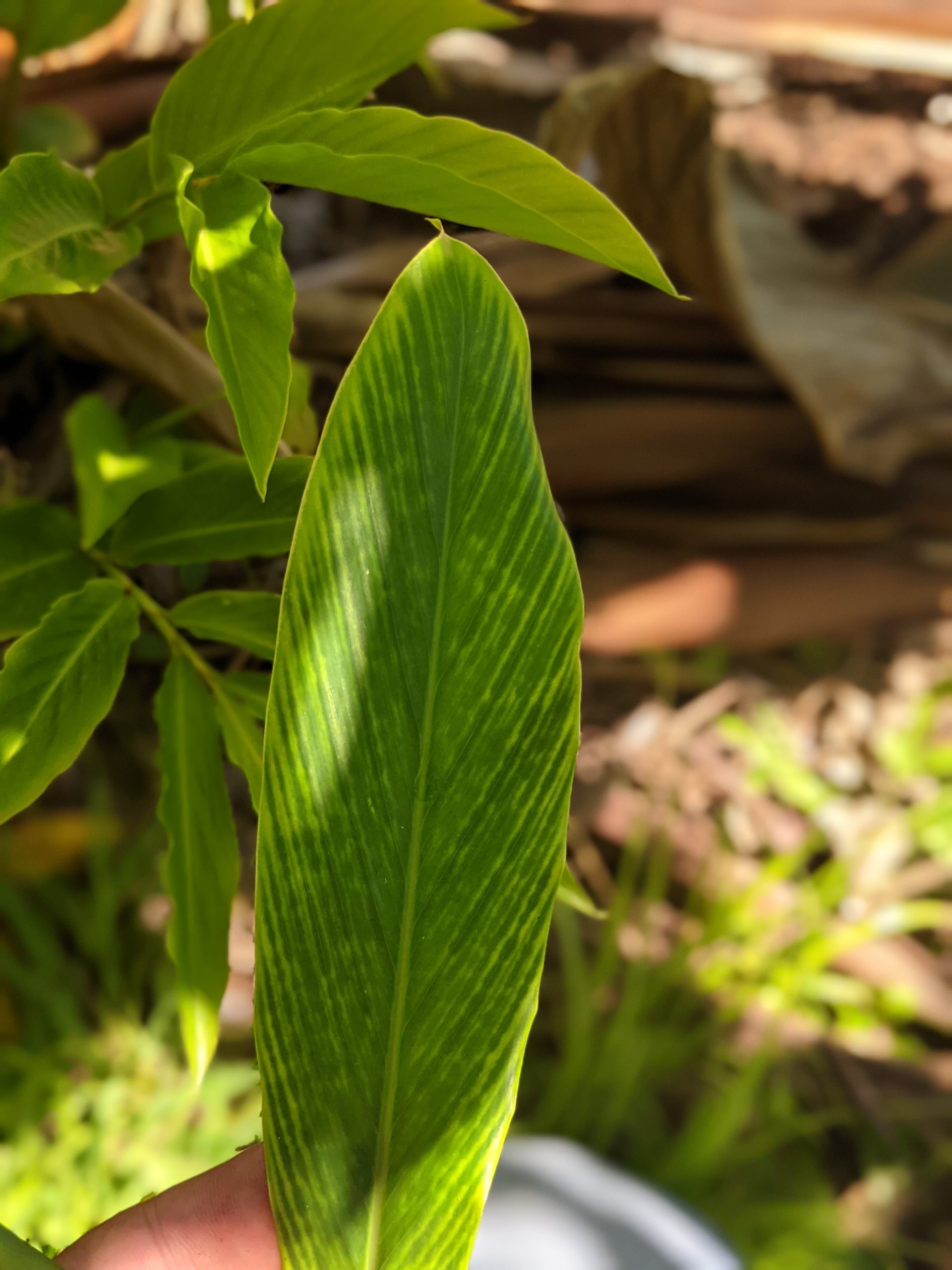 Prized Red Ginger Is Being Laid Low In Hawaii By Viruses - Honolulu ...