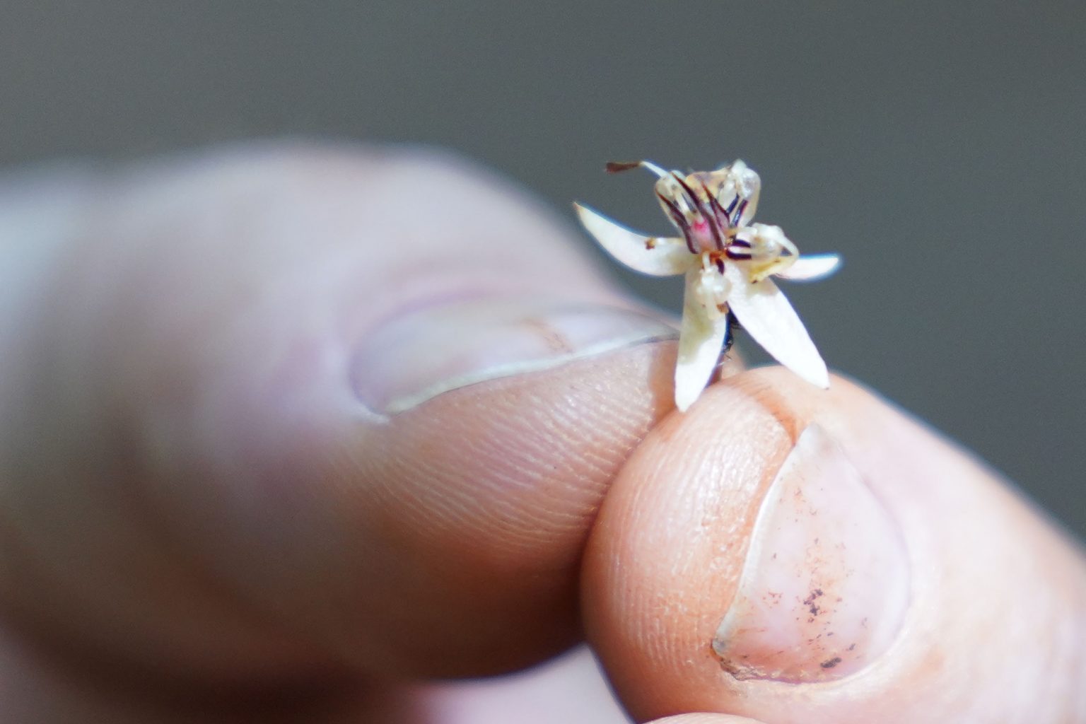 There’s A Lot More To Hawaii’s Cacao Industry Than Making Chocolate ...