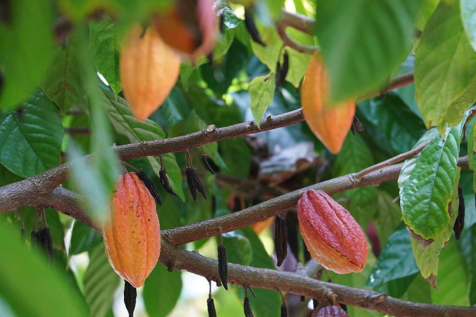 There’s A Lot More To Hawaii’s Cacao Industry Than Making Chocolate ...