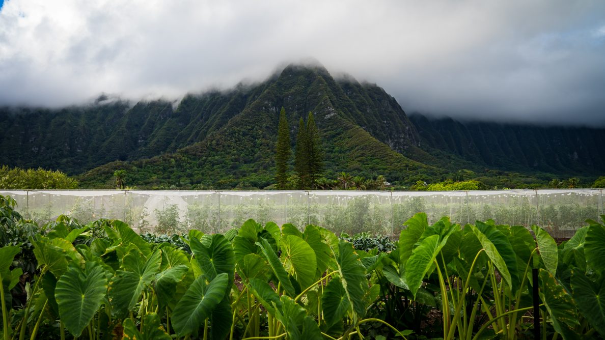 AgTech Is Hawaii’s Ticket To Diversification - Honolulu Civil Beat