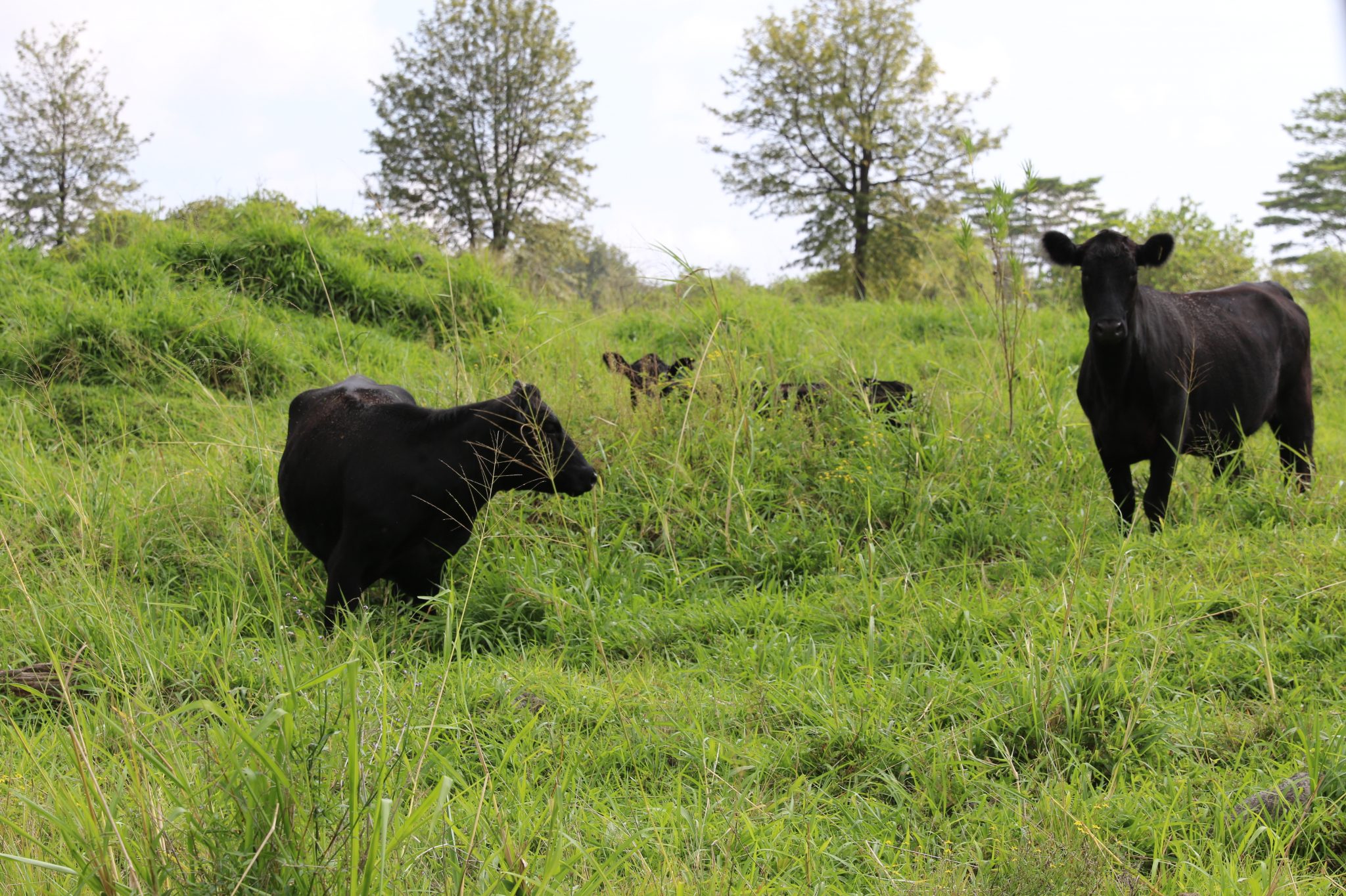 A Struggle For Control Of Hawaii's Beef Industry Is Playing Out On ...