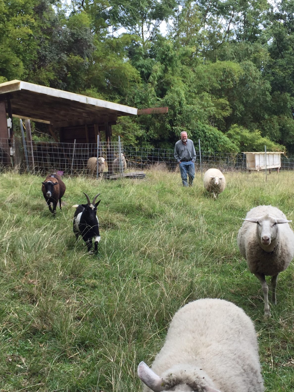 What Is The Future Of Hawaii's Farming? Some Say Sheep - Honolulu Civil ...