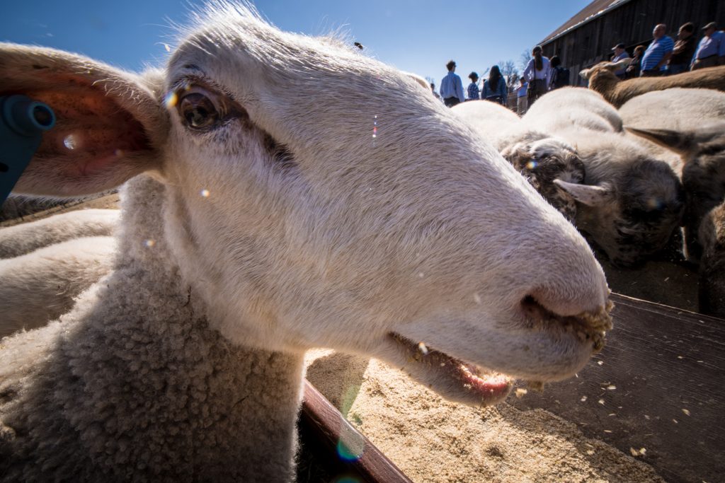 What Is The Future Of Hawaii's Farming? Some Say Sheep - Honolulu Civil ...