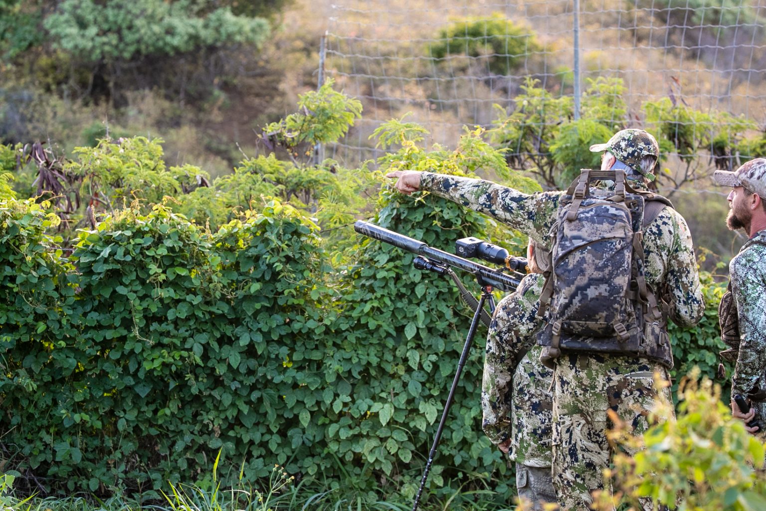 17,000 Axis Deer Were Killed On Maui This Year, But They Just Keep ...