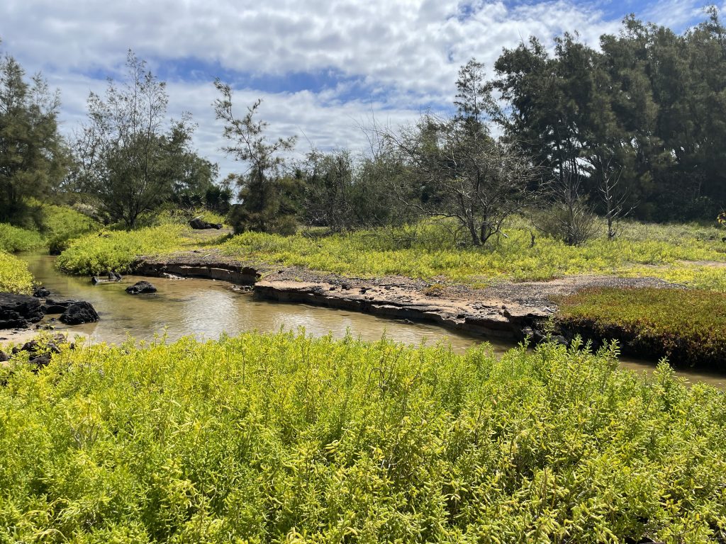 Can An Ancient Hawaiian Fishpond Turn A Profit? - Honolulu Civil Beat