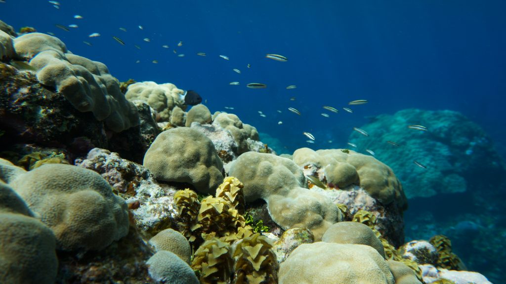 Protecting And Preserving Our Oceans Is A Matter Of Public Health ...