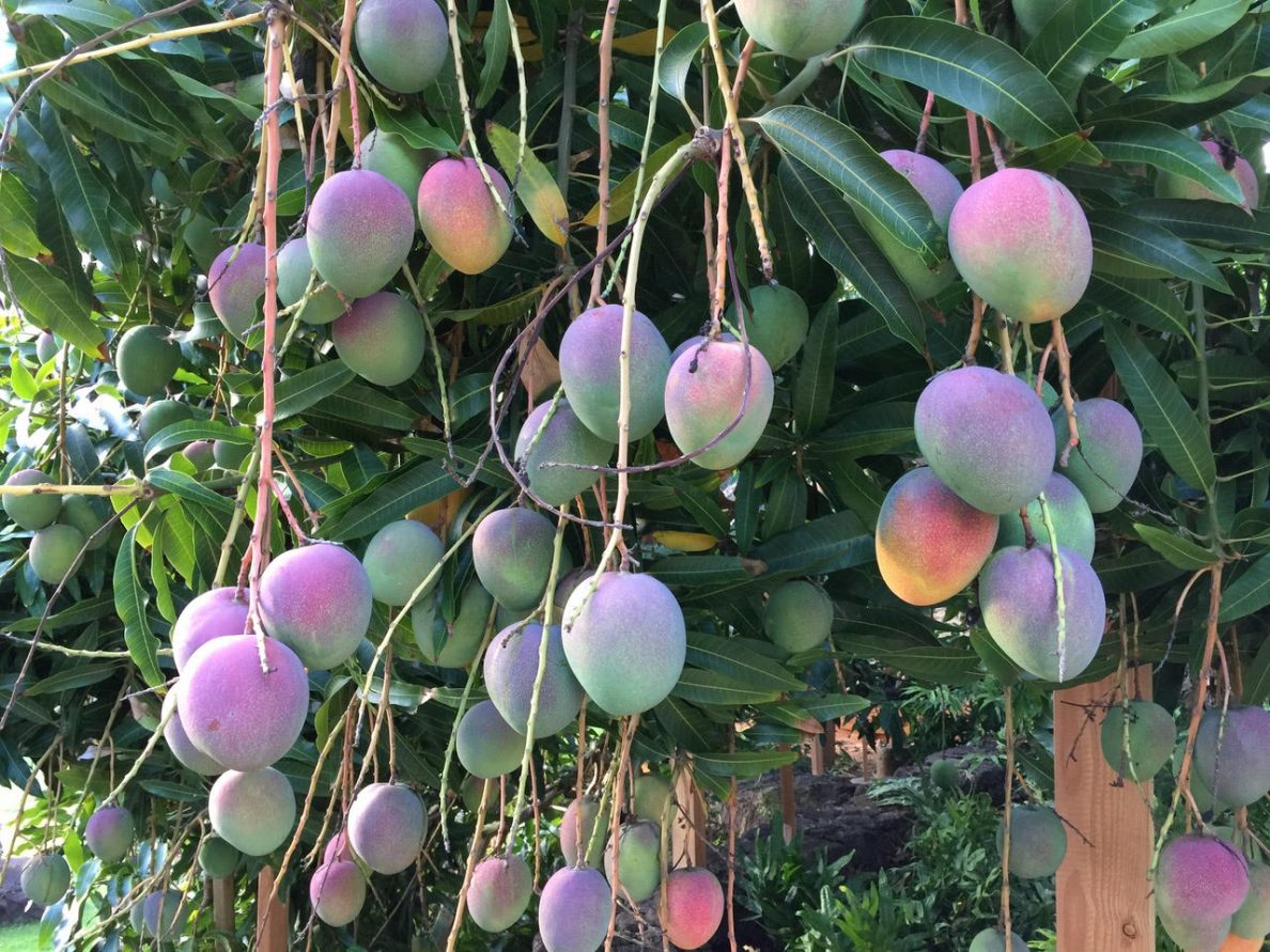 Mango Season In Hawaii: Why 2022 Was Such A Huge Year - Civil Beat