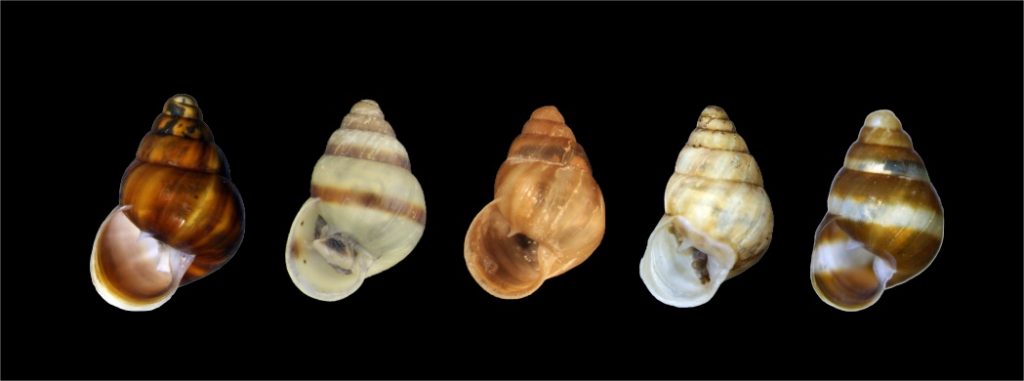 Saving Endemic Hawaiian Snails Is A Moral imperative - Honolulu Civil Beat