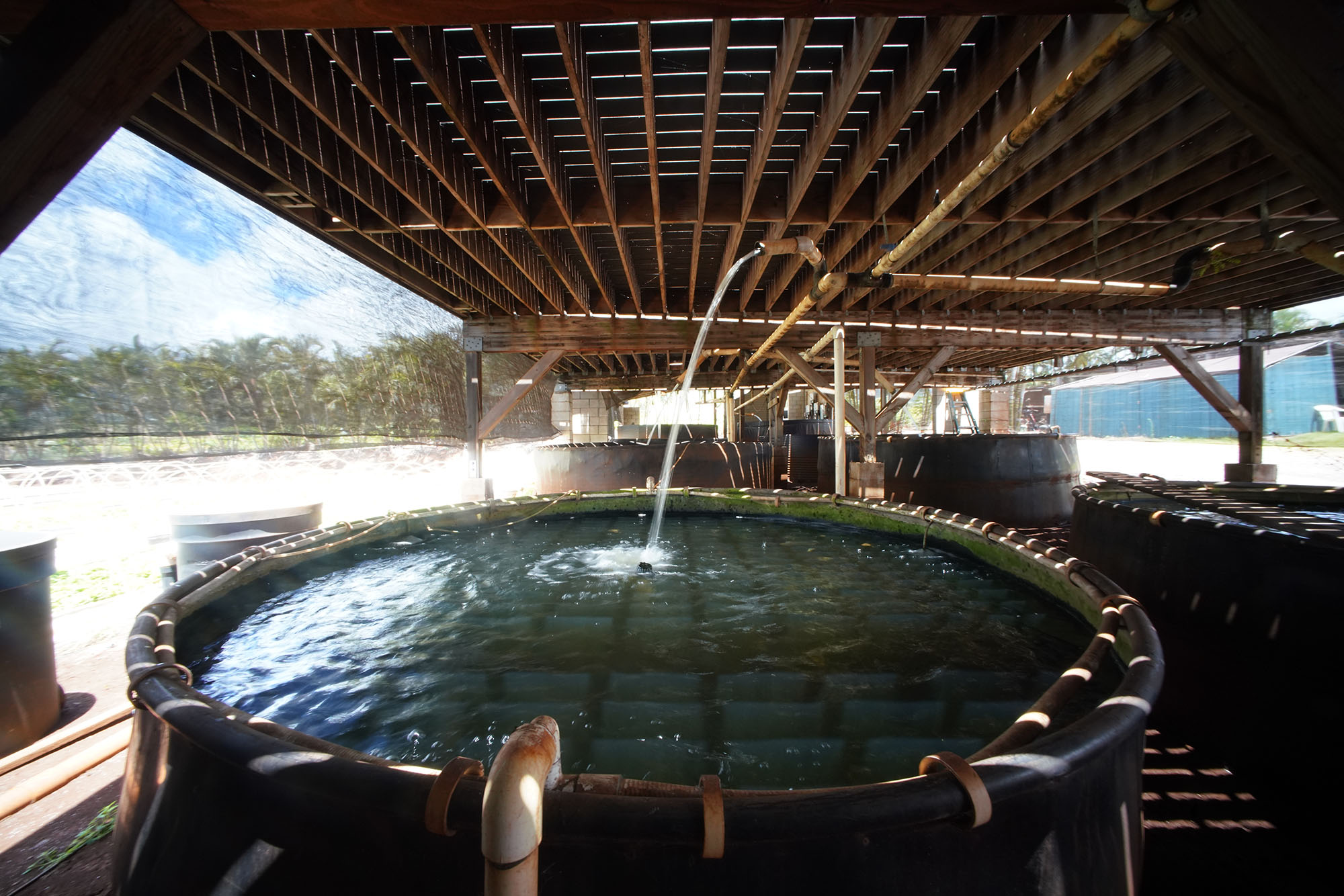 UH Economists Talk About Trump's Impact On Hawaiʻi - Honolulu Civil Beat