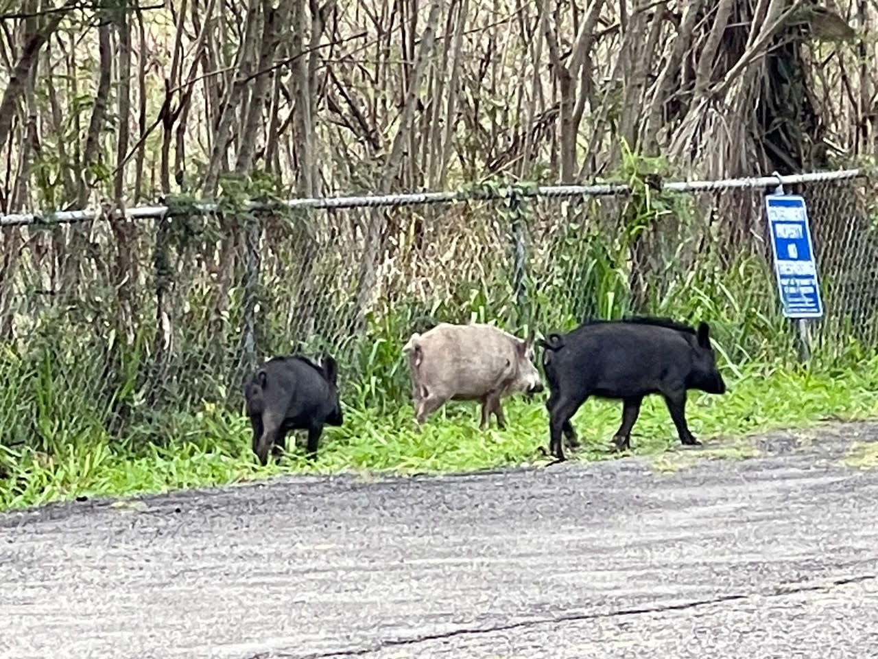 'It's A Nightmare': Feral Pig Population Explosion Rattles East ...