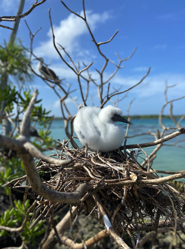 Biden Should Expand Pacific Remote Islands Marine National Monument ...