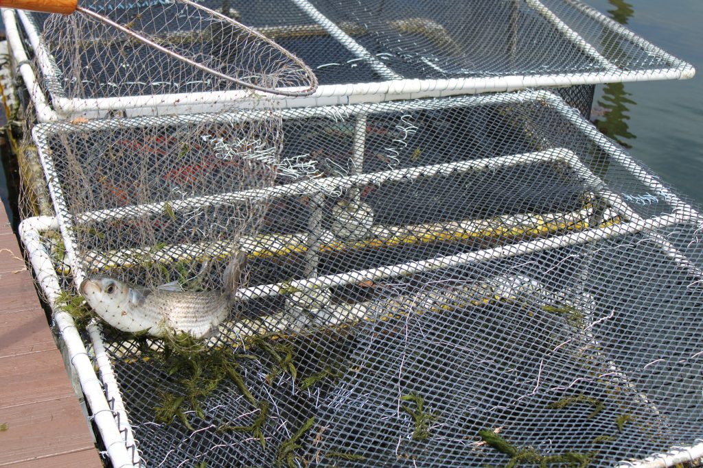 Innovations In Ancient Aquaculture Could Bring Striped Mullet Back To ...