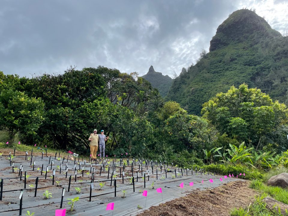 Another Native Kauai Plant Is Now Considered 'Extinct In The Wild ...