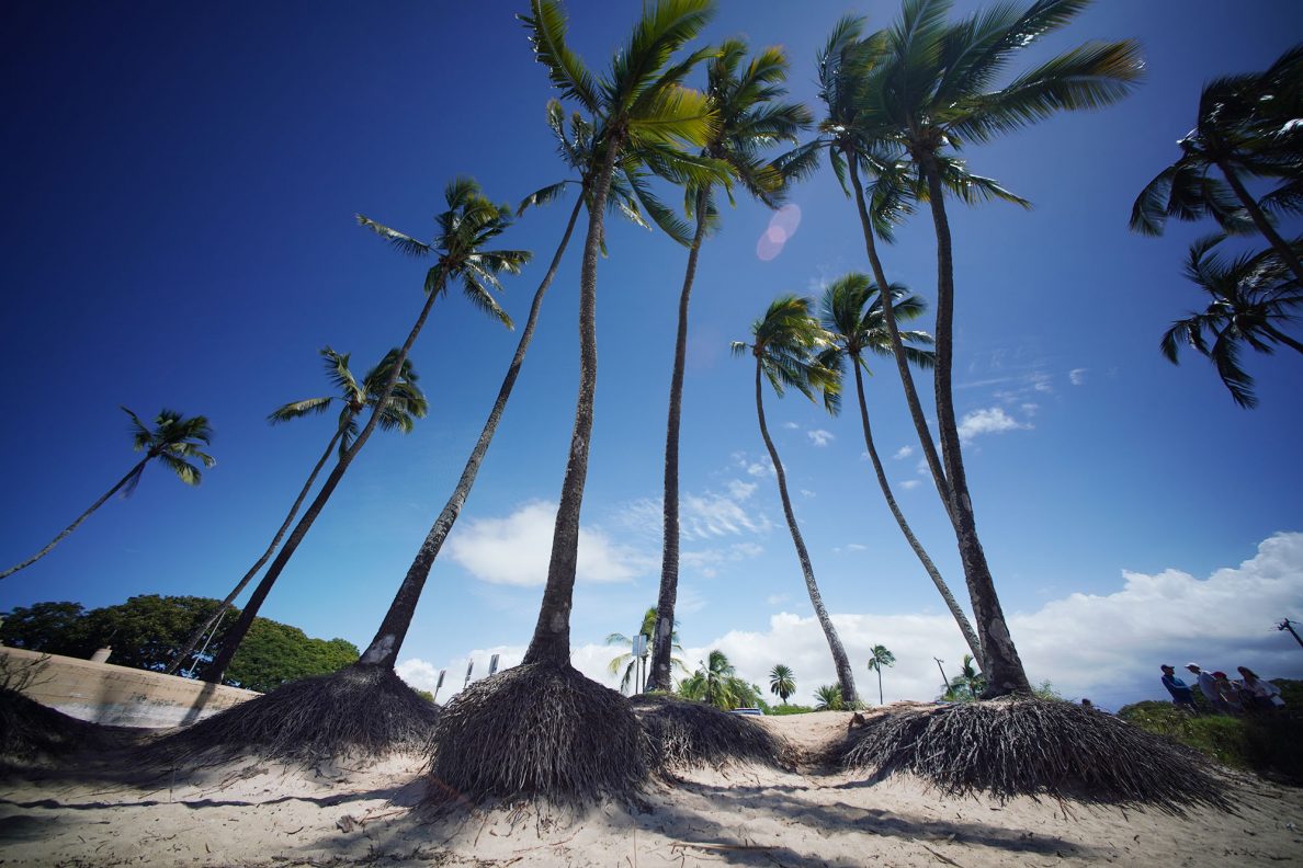 Coconut Rhinoceros Beetles Deal Fatal Blow To Hawaii Palm Trees ...