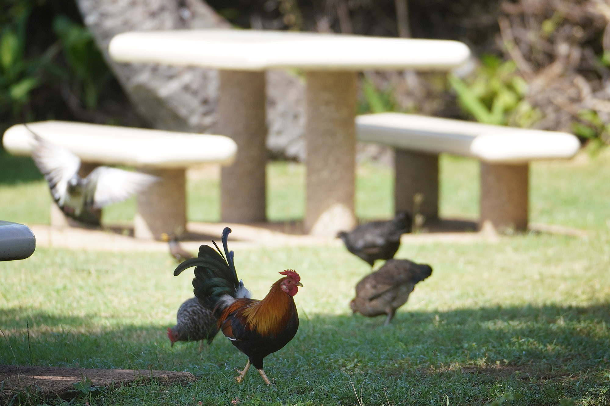 Crying Fowl In Downtown Honolulu: 'Chickens Are Wandering Around Like ...