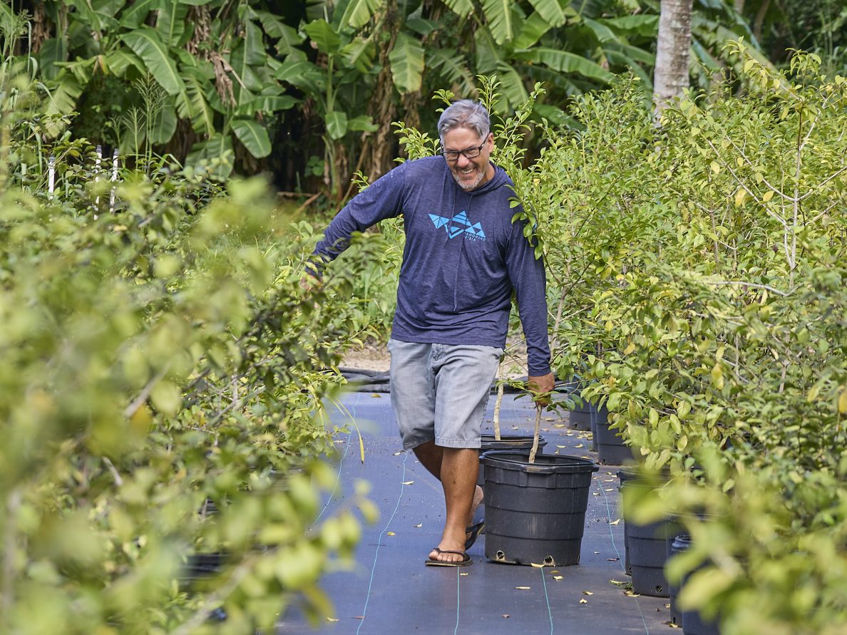 Native Christmas Trees In Hawaii: A Local Nursery's Passion Project
