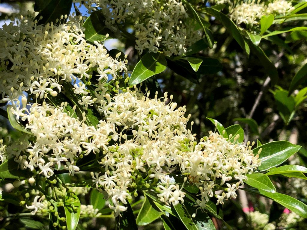 Native Christmas Trees In Hawaii: A Local Nursery's Passion Project