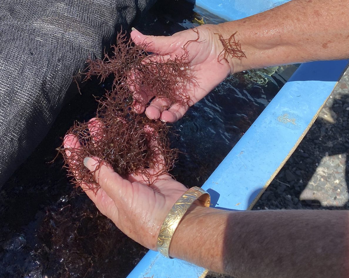 Catherine Toth Fox: How Botanists Are Trying To Spur A Limu Rebound In ...