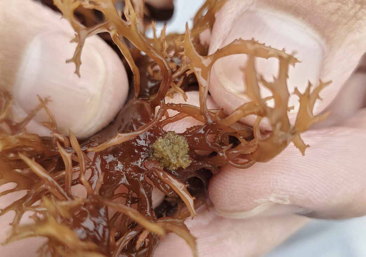 Catherine Toth Fox: How Botanists Are Trying To Spur A Limu Rebound In ...