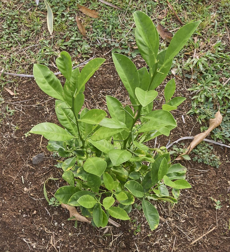 How Philippine Gardening Culture Inspired Efforts To Promote Food ...