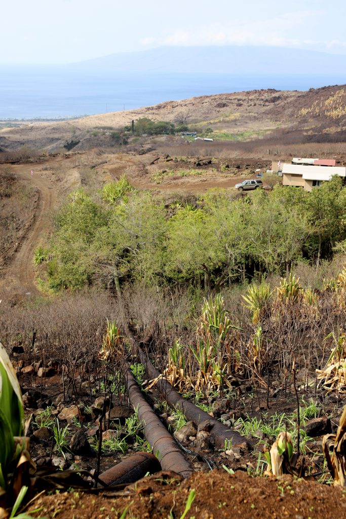 How One Hawaiian Family Battled In Court For 20 Years To Reclaim ...