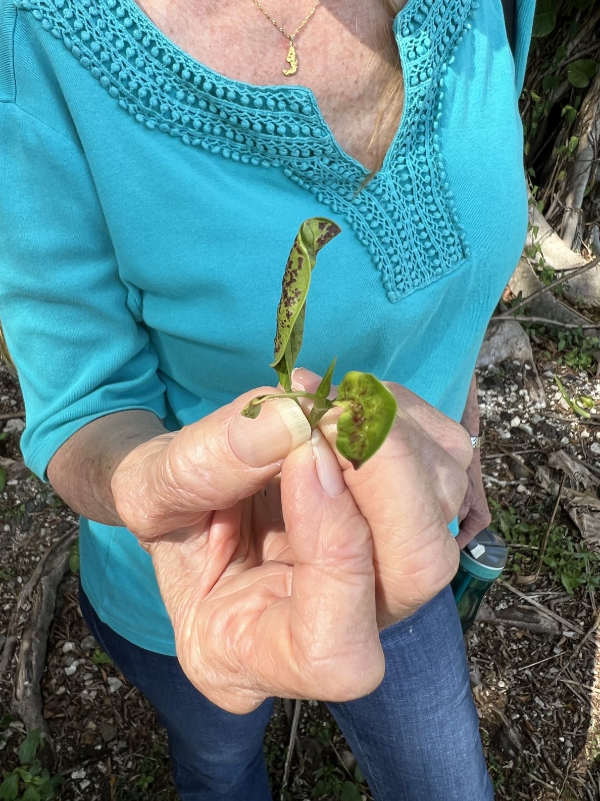 Banyan Tree Wasp Infestation Highlights Urban Decay In Hilo Waterfront ...