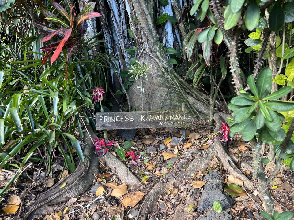Banyan Tree Wasp Infestation Highlights Urban Decay In Hilo Waterfront ...