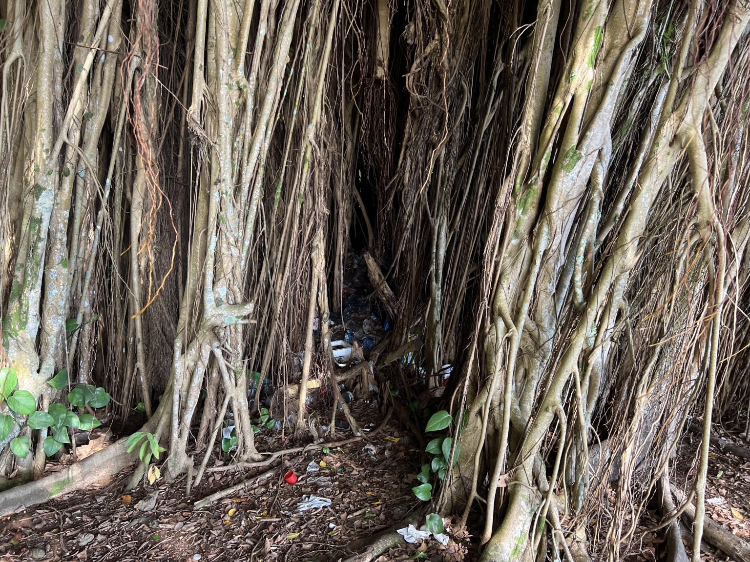 The Tragic Life And Death Of A Hilo Homeless Woman - Honolulu Civil Beat