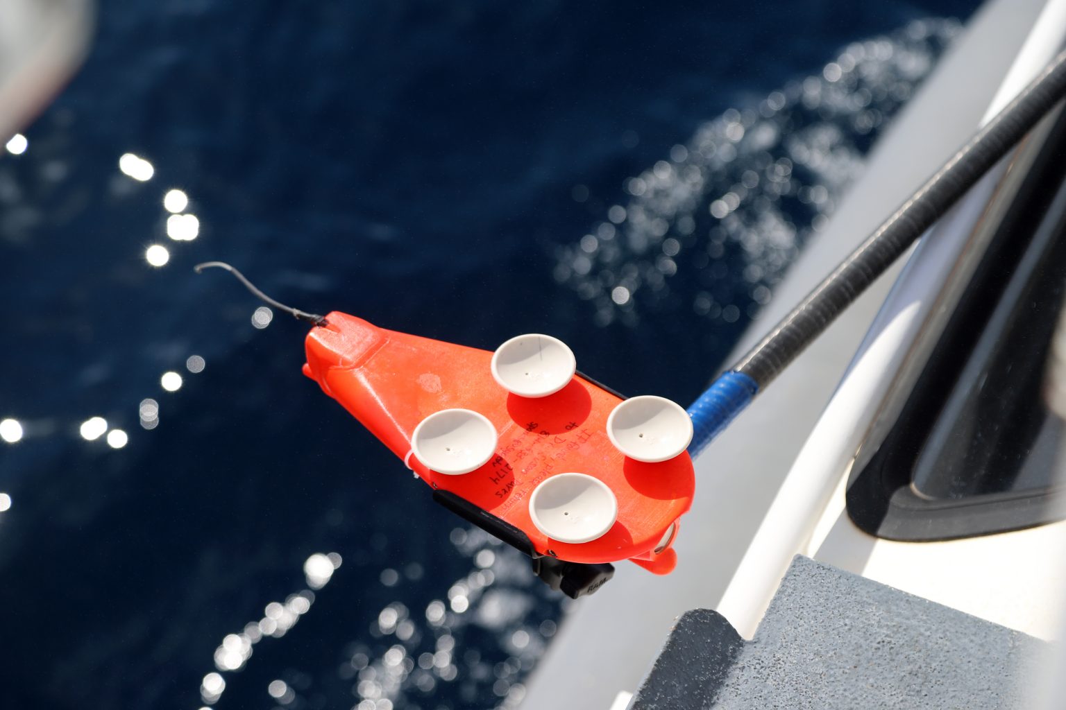 Tagging Whales Tells Researchers 'The Story Of The Whole Ocean ...