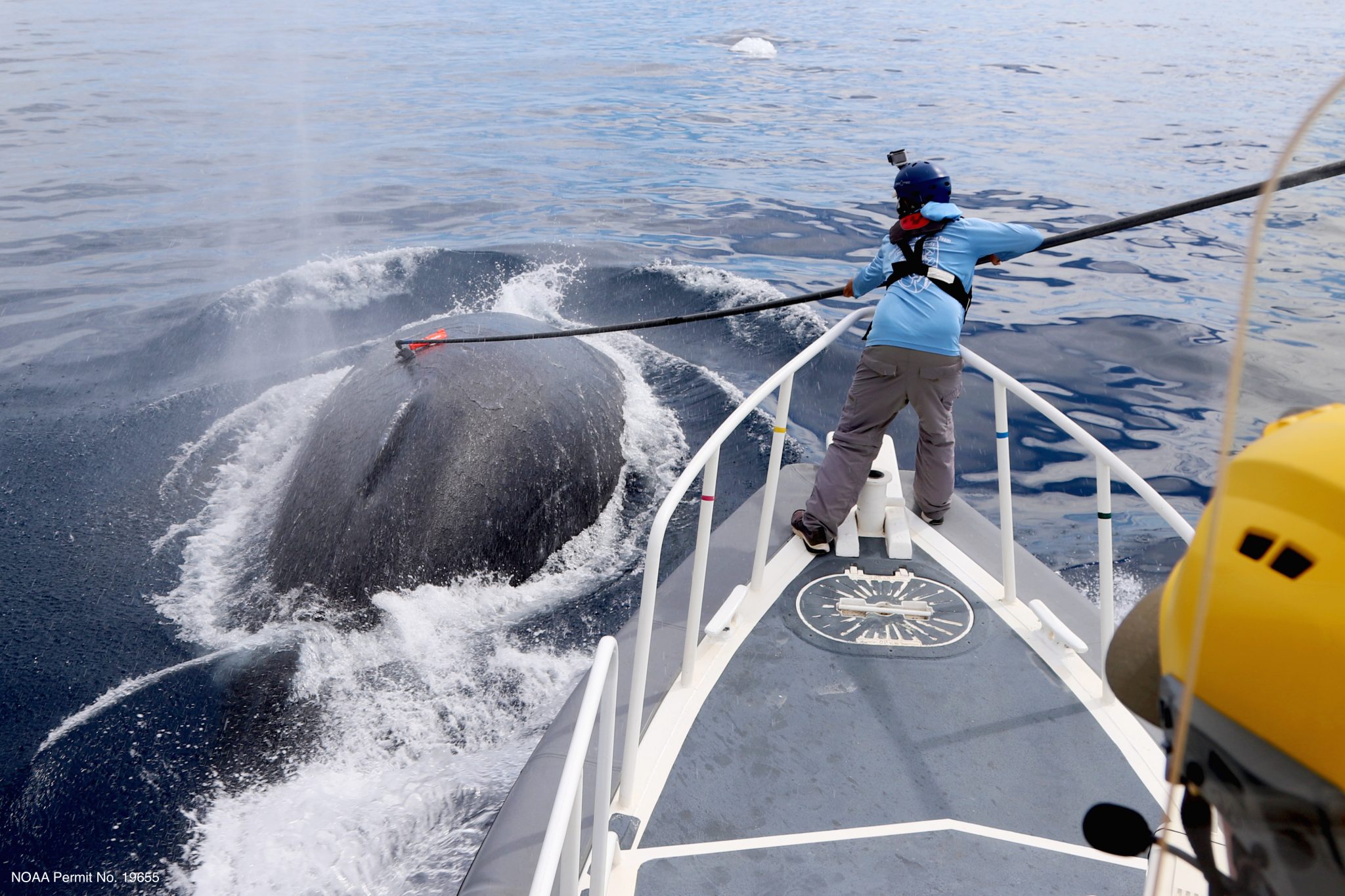 Tagging Whales Tells Researchers 'The Story Of The Whole Ocean ...