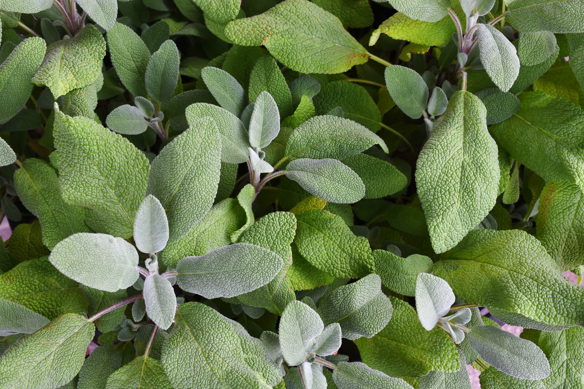 The Use Of Sage In Purification Rituals Comes At A Cost - Honolulu ...