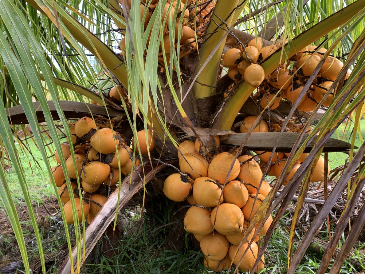 Pint-Sized Plants Could Be Our Secret Weapon In Fight Against Invasive ...