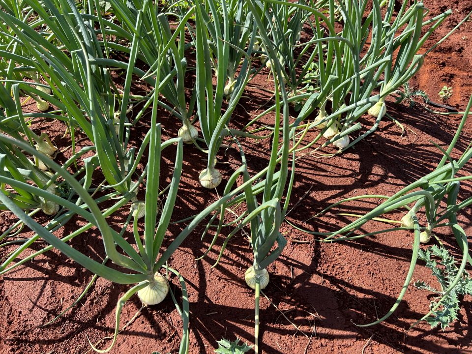 Oahu Land Crunch Leads Aloun Farms To Expand Acreage On Fertile West ...