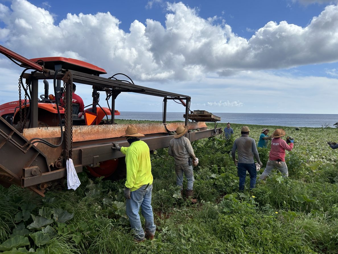 Oahu Land Crunch Leads Aloun Farms To Expand Acreage On Fertile West ...