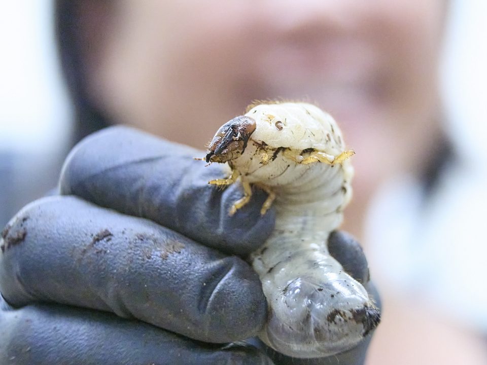 Destructive Beetle Could Thrive If Natural Disaster Strikes - Honolulu ...